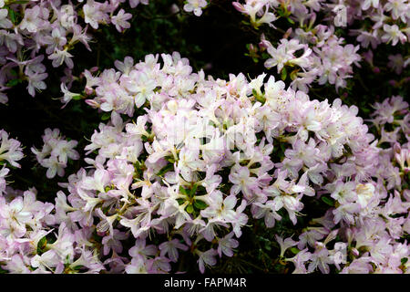 azalea kurume shin sekai white pink flower flowers flowering display ...