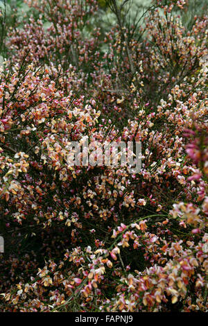 Flowering shrub broom Cytisus Zeelandia Stock Photo - Alamy