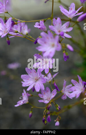 Lewisia columbiana subsp rupicola pink perennial Columbian lewisia ...