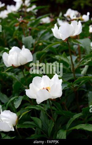 Himalayan peony (Paeonia emodi Stock Photo - Alamy
