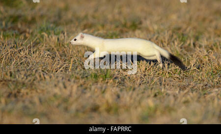 Stoat (Mustela erminea) in winter coat, running through the snow, Andoy ...