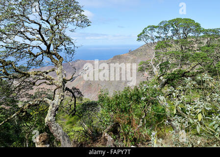 Endemic Gumwood trees and Sandy Bay on the island of St Helena in the ...