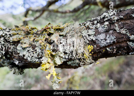 Lichen and Moss on endemic Gumwood tree branch on the island of St ...