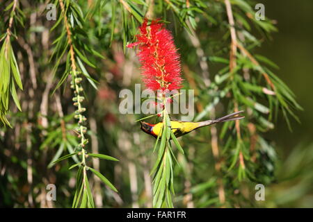 Aethopyga gouldiae Mrs Gould's sunbird Stock Photo - Alamy