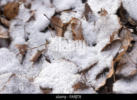 Dry leaves covered by snow during a cold winter Stock Photo - Alamy
