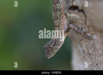 Ryukyu tree lizard (Japalura polygonata xanthostoma) in Taiwan Stock ...