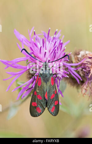 Six-spot burnet moth feeding on common spotted orchid flower, England ...