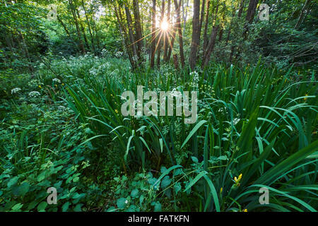 Ancient alder carr deciduous wet woodland Stock Photo - Alamy