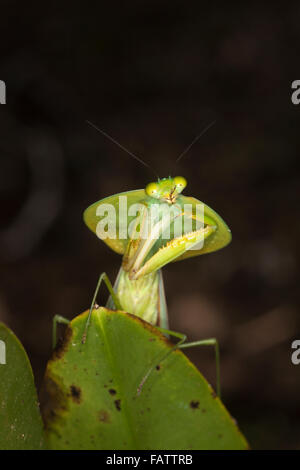 Peruvian Shield Mantis (Choeradodis rhombicollis) in praying position ...