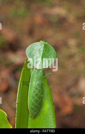 Peruvian Shield Mantis (Choeradodis rhombicollis) cleaning leg on a ...