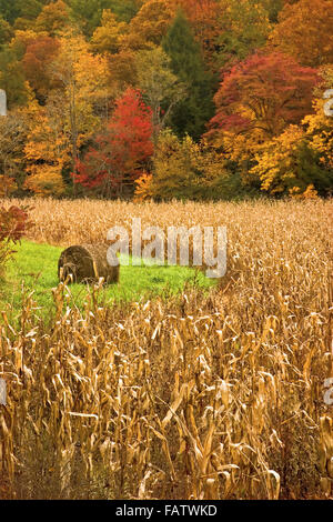 Corn field, Georgia, USA Stock Photo - Alamy