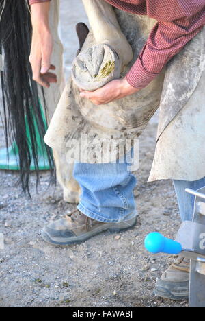 Male farrier working outdoors Stock Photo - Alamy