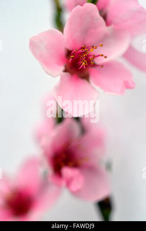 Prunus persica. Peach peregrine flower blossom Stock Photo - Alamy