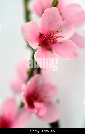 Prunus persica. Peach peregrine flower blossom Stock Photo - Alamy