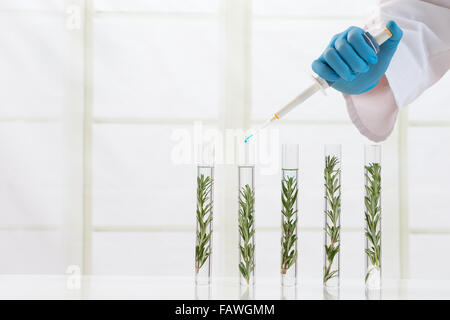 laboratory cloning experiment on plants Stock Photo - Alamy