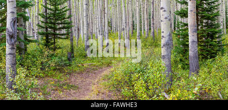 Aspen Trees, Aspen Forest, Jasper Nationalpark, Pyramid lake, Alberta ...