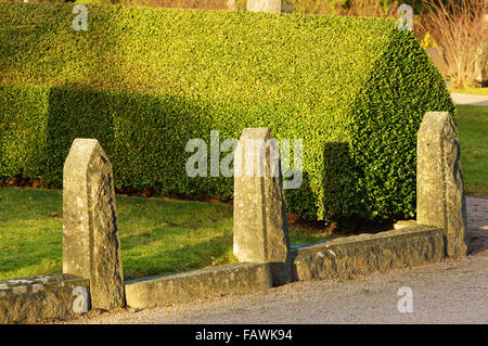 European box (Buxus sempervirens), also known as the boxwood Stock ...
