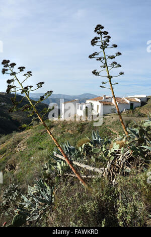 Alcaucin Spanish Spain Andalusia ( Sierras of Tejeda, Almijara and ...
