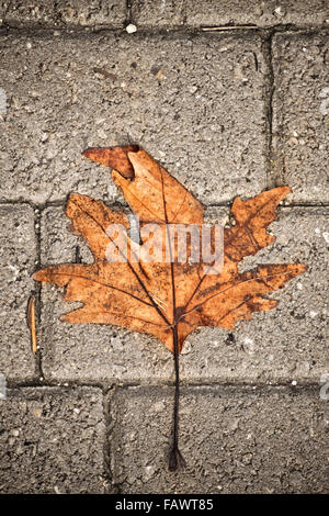 Last Orange Leaf. Winter is Coming Stock Photo - Alamy