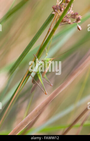 Long-winged Conehead male - Conocephalus discolor Stock Photo - Alamy