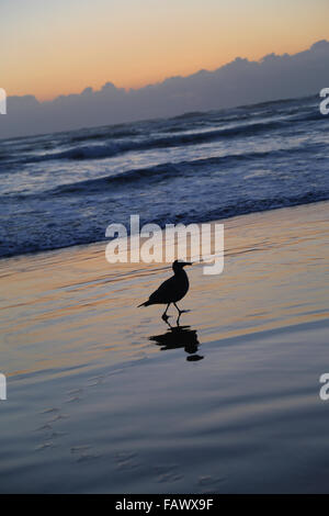 Seagull at Cannon Beach, Oregon Stock Photo - Alamy