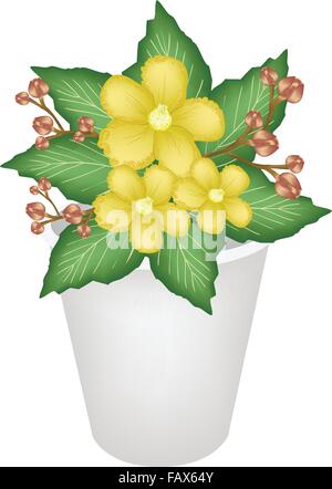 Brunei Flower, Illustration of Simpor Flowers or Dillenia Flowers. The ...