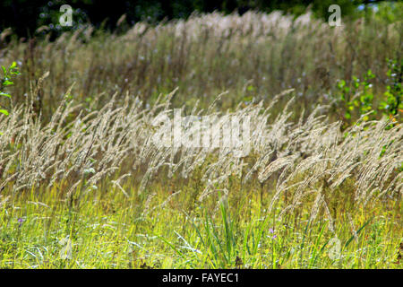 thicket of high green grass in the field Stock Photo - Alamy