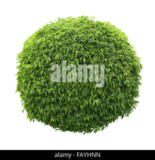 Cute ball shaped tree isolated on white background Stock Photo - Alamy