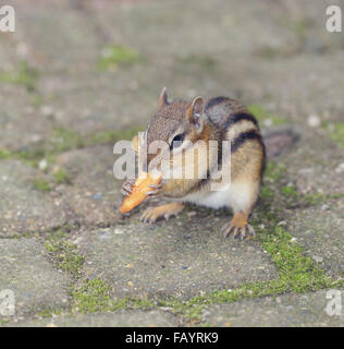 Chipmunk Eating Fried Potato Stock Photo - Alamy