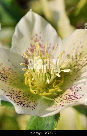 A hellebore (Helleborus) with red spots on its white petals Stock Photo ...