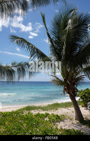 Beach scene Barbados in the Caribbean Stock Photo - Alamy