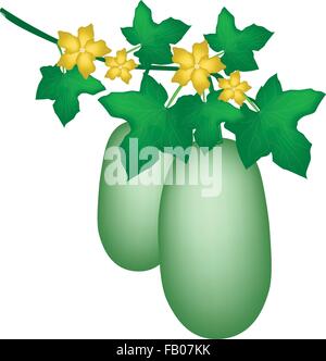 Wax gourd or Chalkumra Vector Illustration Stock Vector Image & Art - Alamy