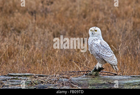 Snowy Owl (Strix scandiaca, Nyctea scandiaca, Bubo scandiacus), male at ...