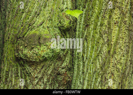 Common Lime Tilia x europaea close-up trunk epicormic shoots Vicarage ...
