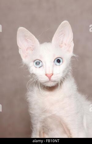 Young white tomcat, felidae (Felis silvestris catus) playing with ...