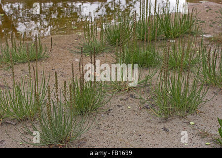 Sea Arrowgrass, seaside arrowgrass, Strand-Dreizack, Dreizack ...