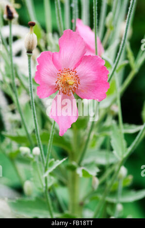 Pink Meconopsis (Himalayan Poppy) Flowers & Seed heads in a Border at ...