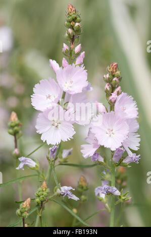 Sidalcea ‘Elsie Heugh’ prairie mallow Elsie Heugh – upright racemes of ...