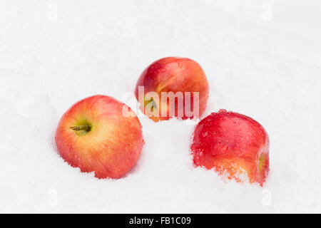 Red delicious Christmas apples resting in snow Stock Photo - Alamy