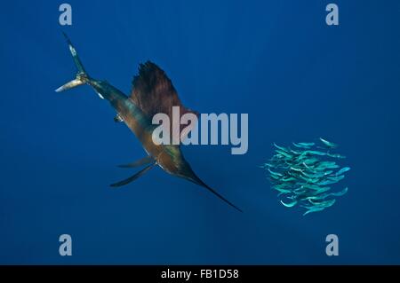 Underwater side view of Atlantic sailfish chasing sardine baitball ...
