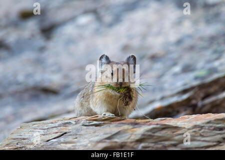 Pika portrait. Pika in Banff National Park, sitting in a talus field ...