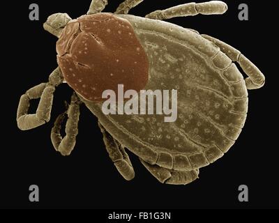 Tick, coloured scanning electron micrograph (SEM). Ticks (superfamily ...