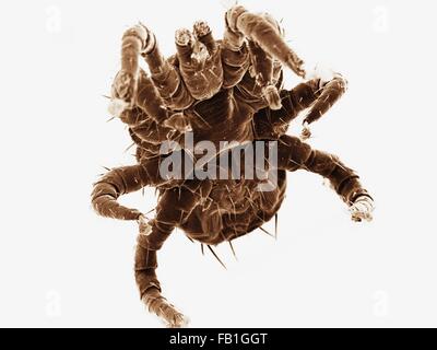 Bat mite. Coloured scanning electron micrograph (SEM) of a Trombicula ...