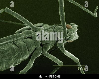 Aphid. Coloured scanning electron micrograph (SEM) of an aphid. This ...
