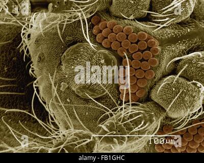 FLY EYE, SEM Stock Photo - Alamy