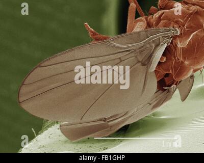 Coloured SEM of leaf mining fly (Agromyzidae Stock Photo - Alamy