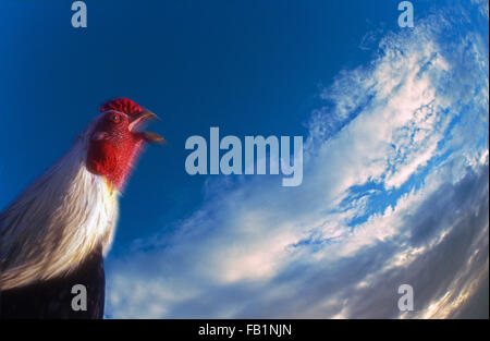 A Cockerel or Rooster crowing at sunrise Stock Photo - Alamy