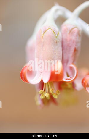 The pigs ear, Cotyledon orbiculata, is a succulent plant indigenous to ...