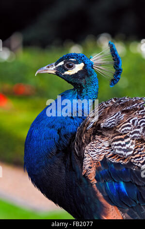 Closeup of a peacock with its beautiful iridescent plumage Stock Photo ...