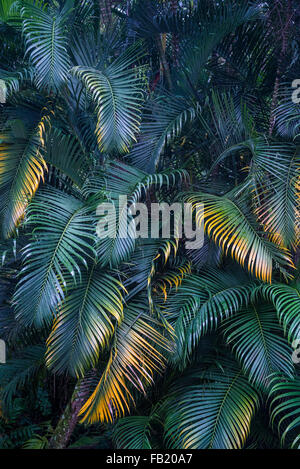 Lush green tropical leaves texture with water drops Stock Photo - Alamy